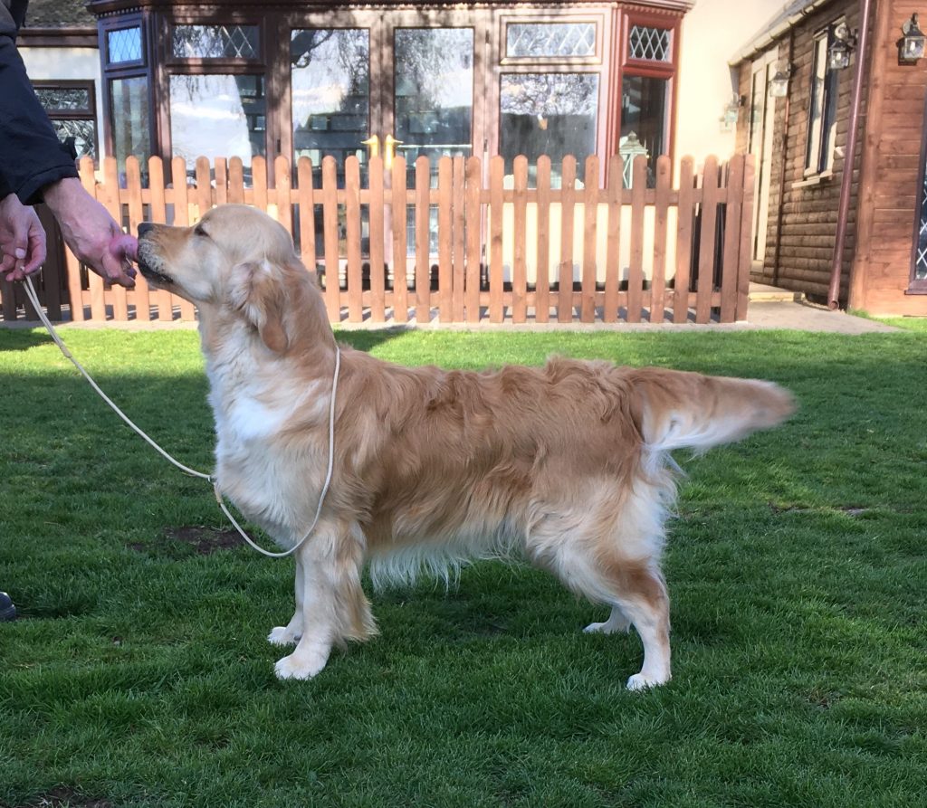 Ambersun Golden Retrievers – Golden Retriever Puppies UK