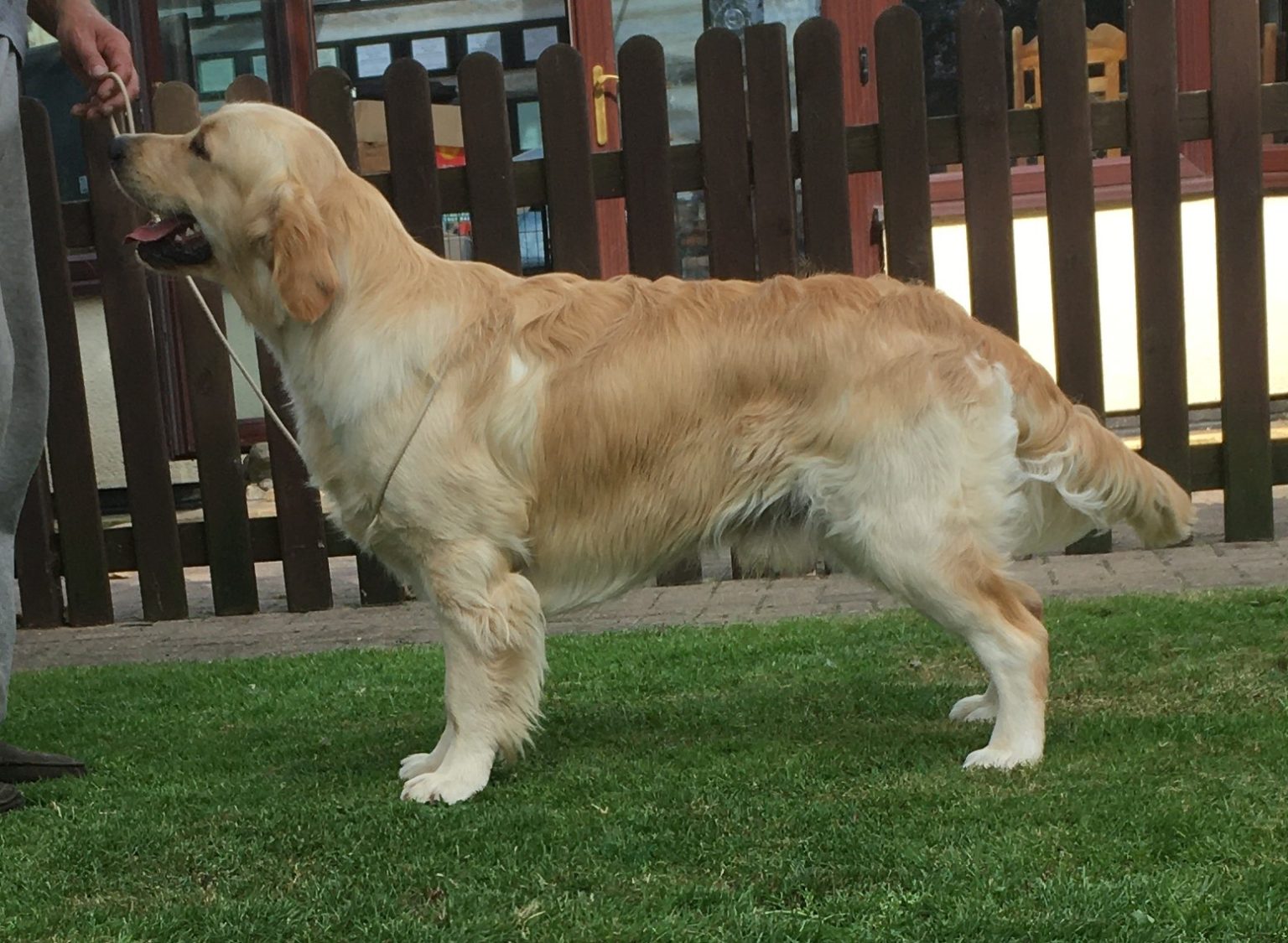 Ambersun Golden Retrievers – Golden Retriever Puppies UK