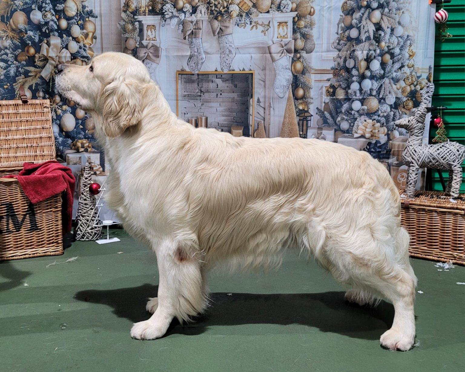 Ambersun Golden Retrievers – Golden Retriever Puppies UK