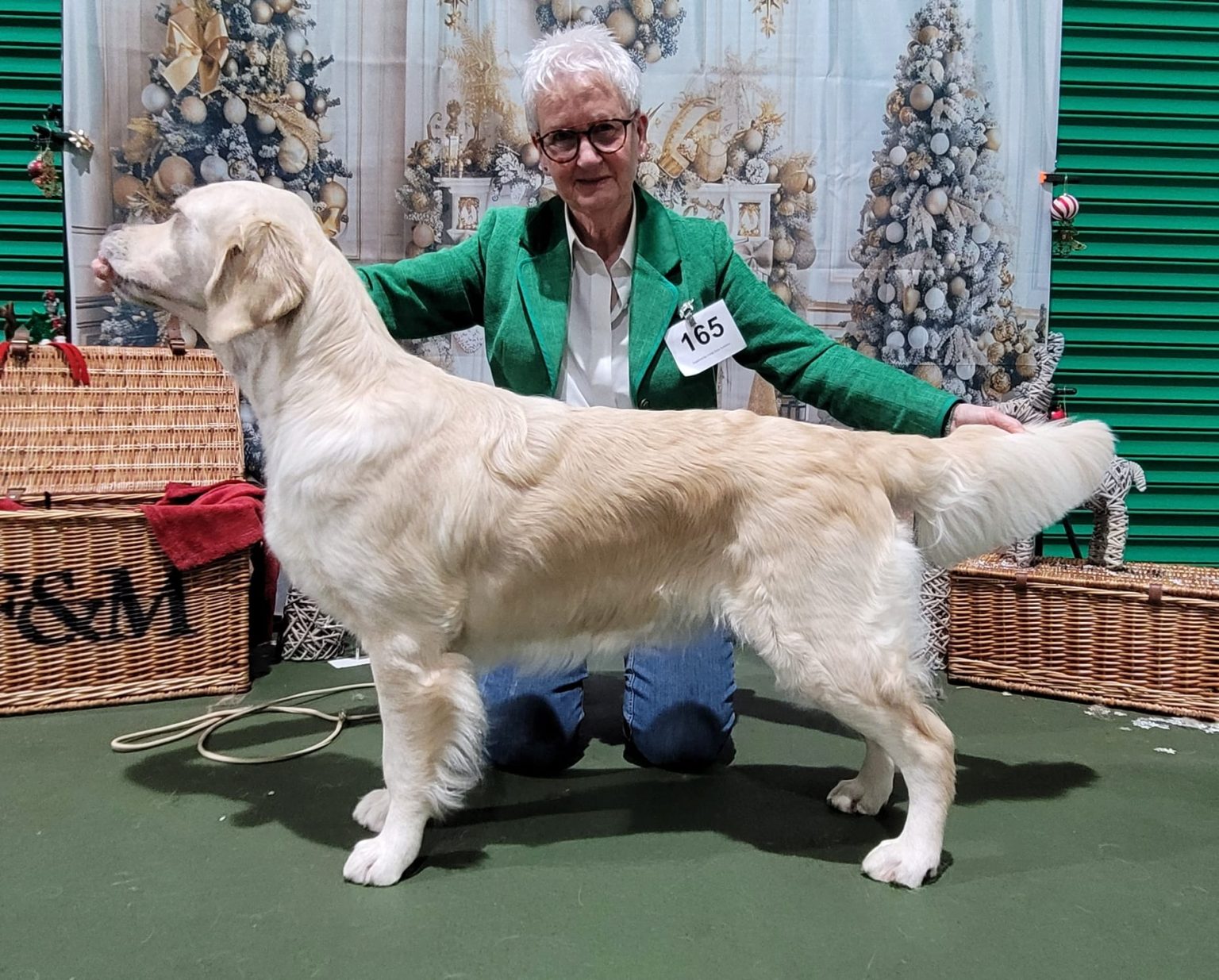 Ambersun Golden Retrievers – Golden Retriever Puppies UK