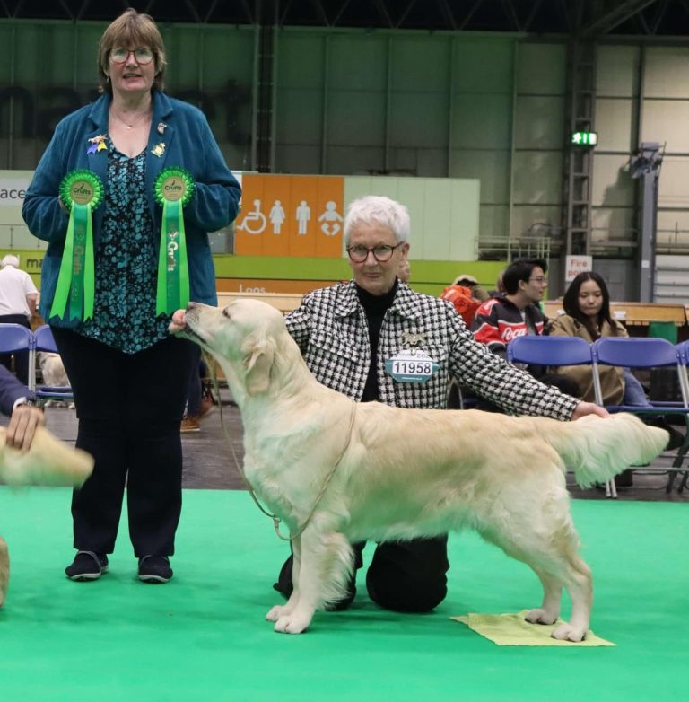 Ambersun Golden Retrievers – Golden Retriever Puppies UK