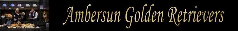Ambersun Golden Retrievers – Golden Retriever Puppies UK