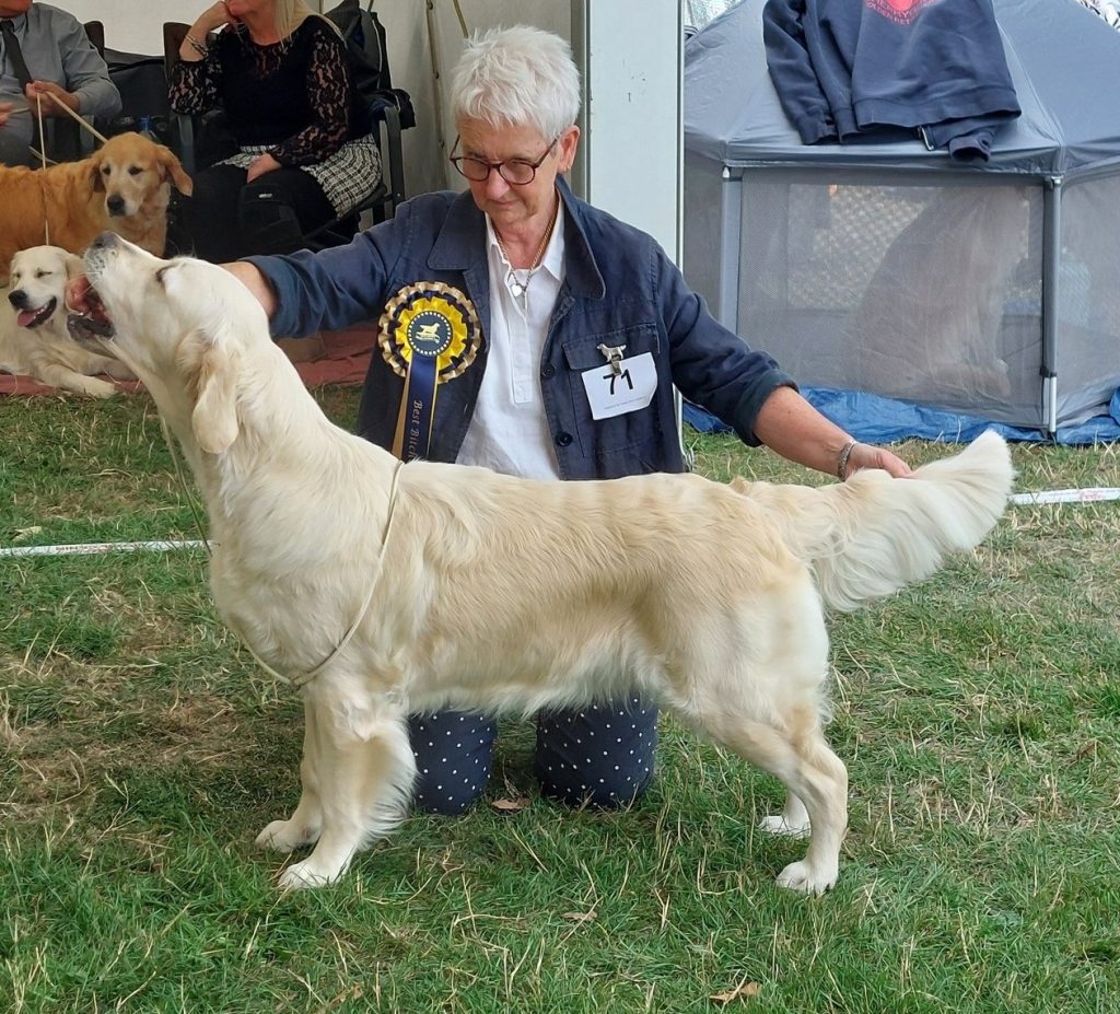 Ambersun Golden Retrievers – Golden Retriever Puppies UK